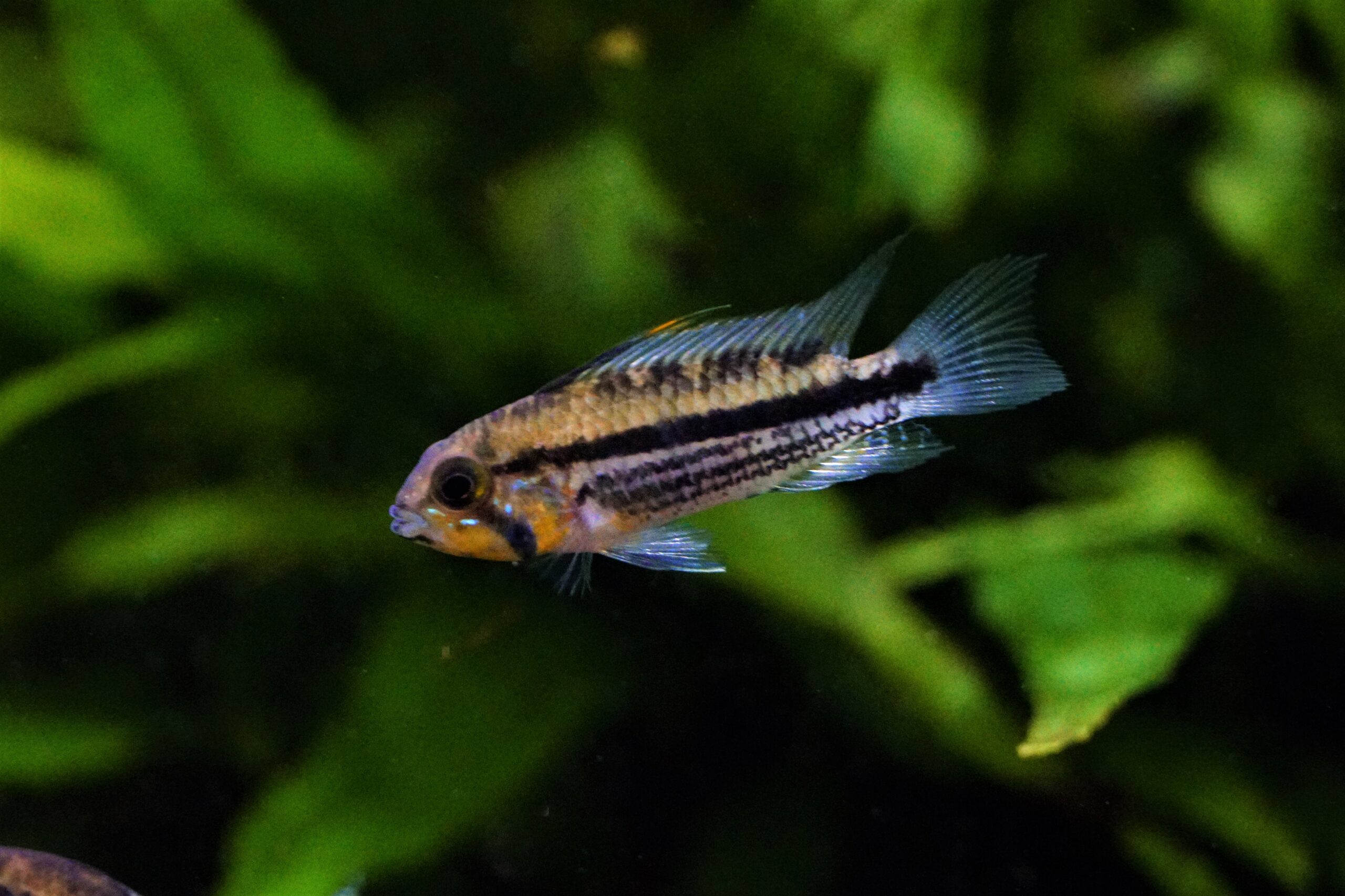 Apistogramma Cacatuoides - Kakadu-Zwergbuntbarsch - Fishtopia