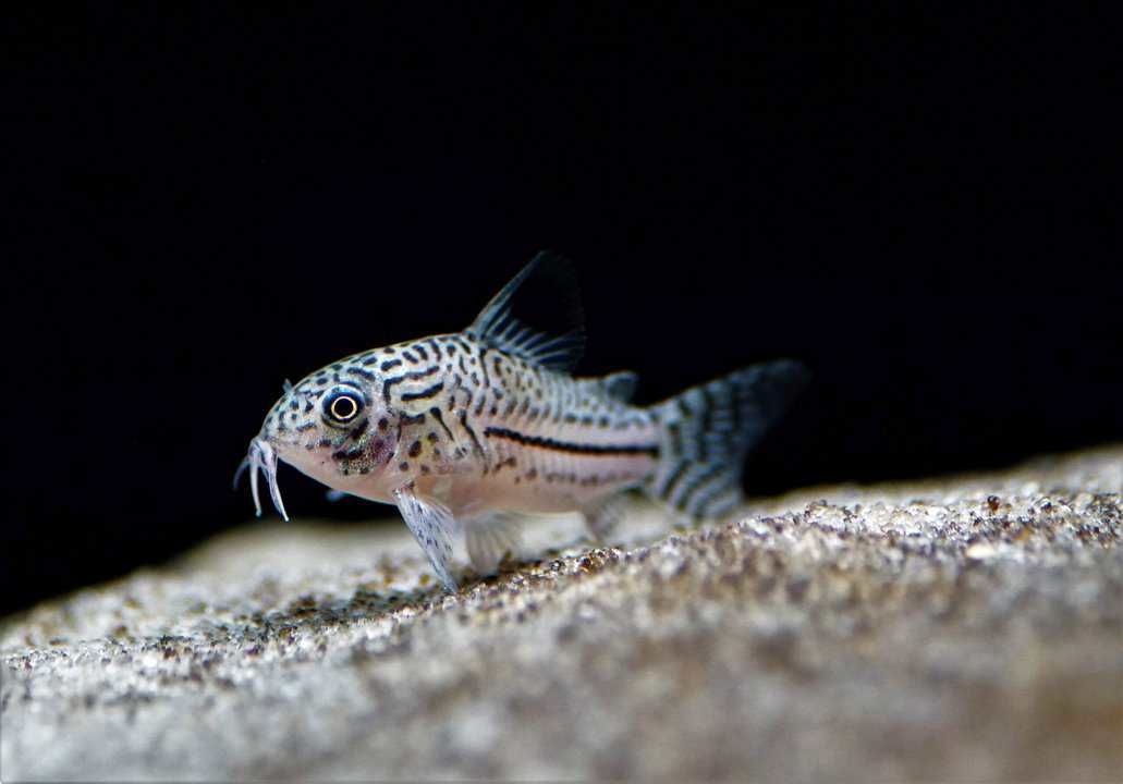 Corydoras Julii - Juli Panzerwels - Fishtopia