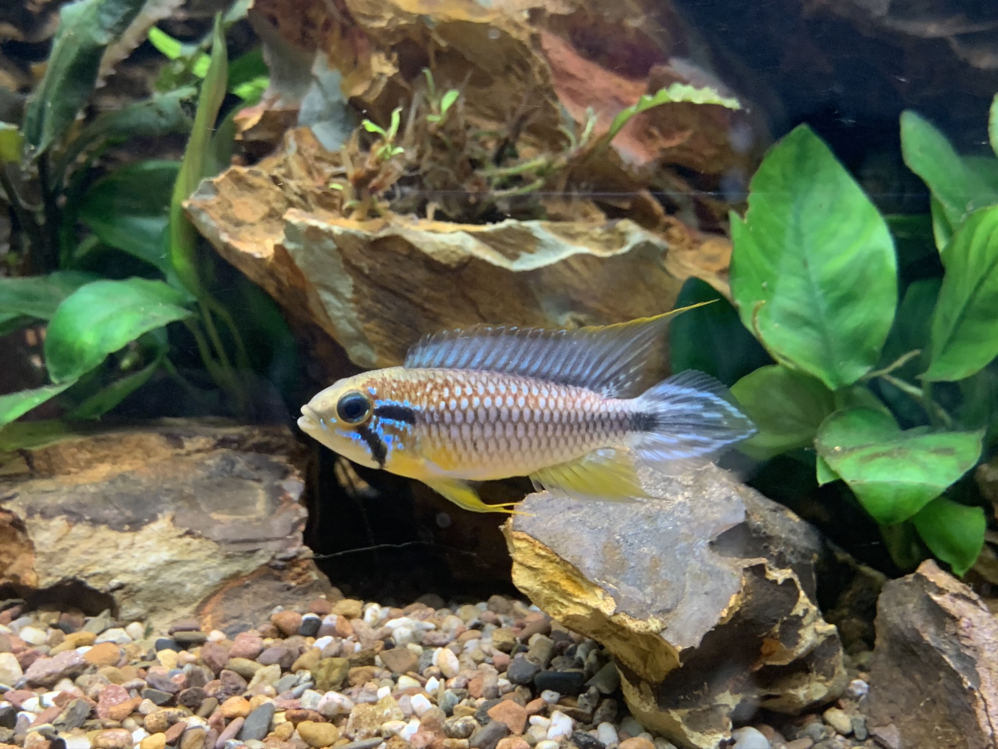 Apistogramma Nijsseni - Panda Zwergbuntbarsch - Fishtopia