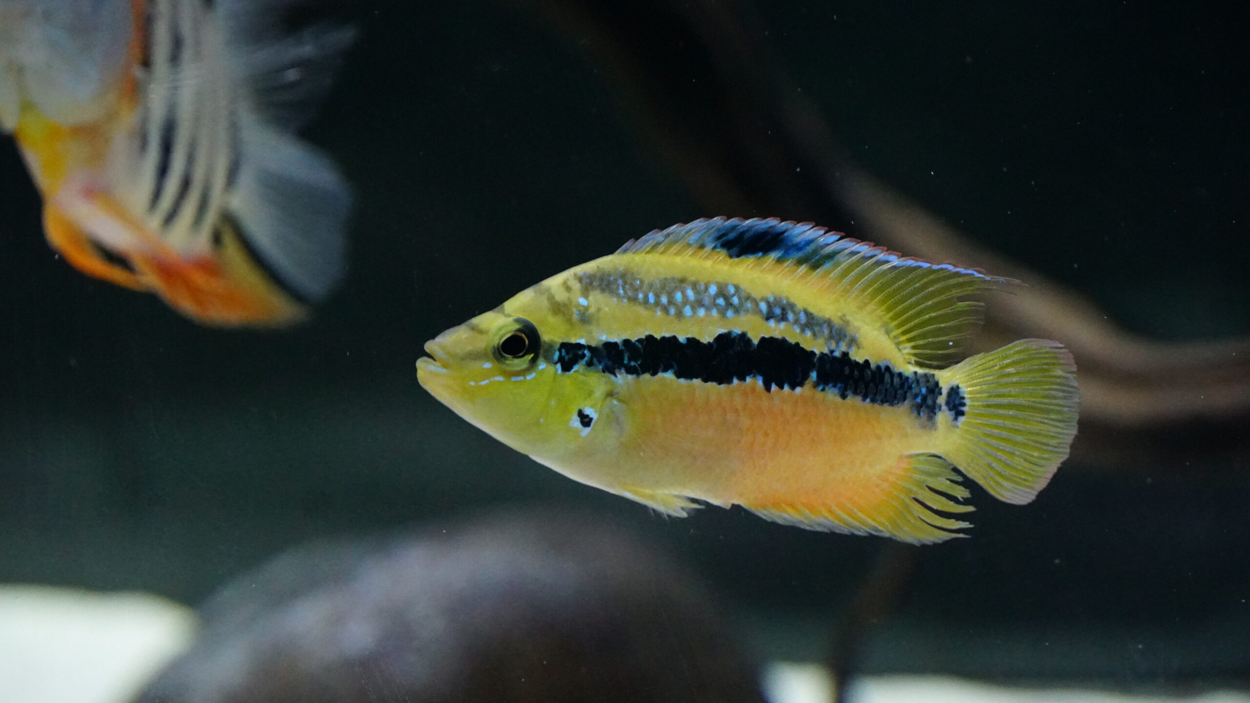 Alle Zierfische - Fishtopia