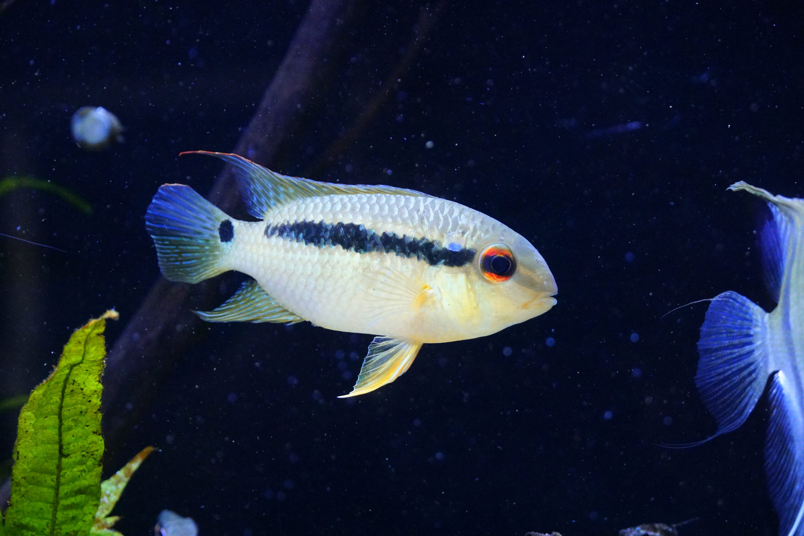 Buntbarsche - Fishtopia