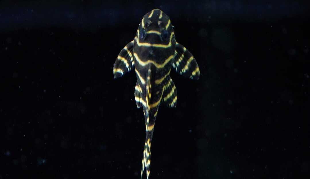 L236 Hypancistrus sp. - Schmucklinien Harnischwels 4-6cm - Fishtopia