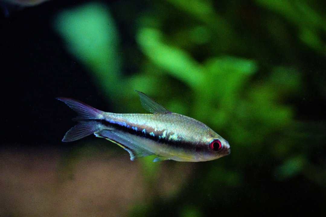 Nematobrycon Lacortei - Regenbogentetra - Fishtopia