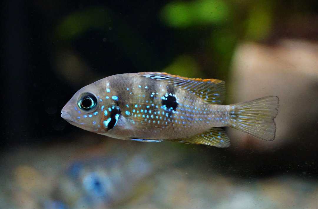 Thorichthys ellioti - Elliots Buntbarsch - Fishtopia
