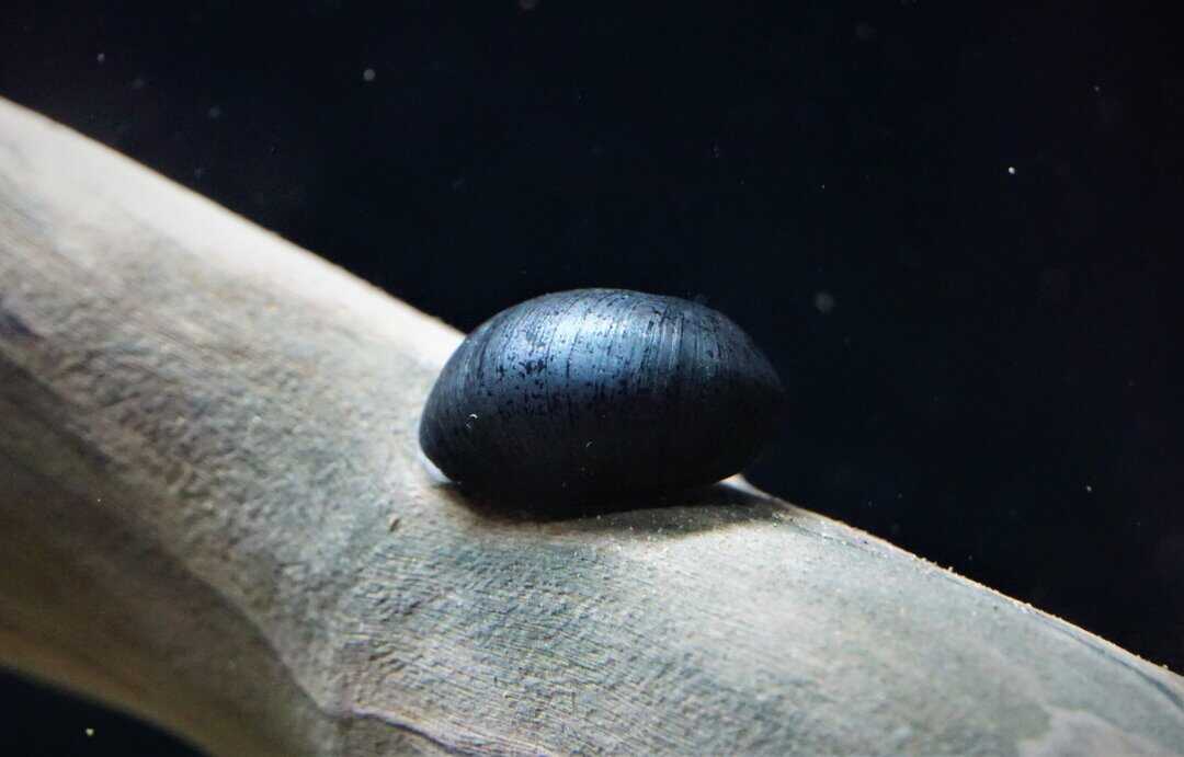 Neritina pulligera - Anthrazit Napfschnecke, Stahlhelmschnecke - Fishtopia