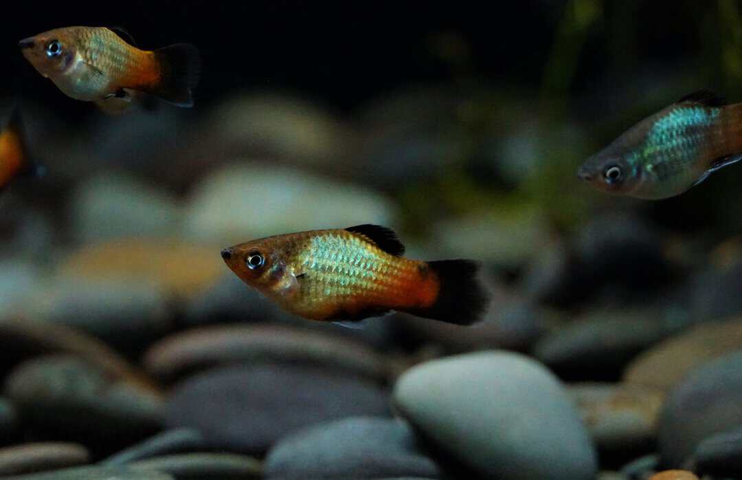Xiphophorus variatus La Laguna - Platy Typus La Laguna - Fishtopia