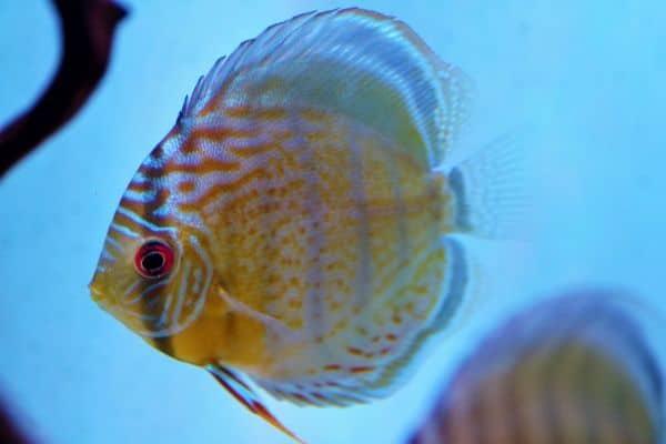 Symphysodon aequifasciatus - green Tefe Diskus 8-10cm - Fishtopia