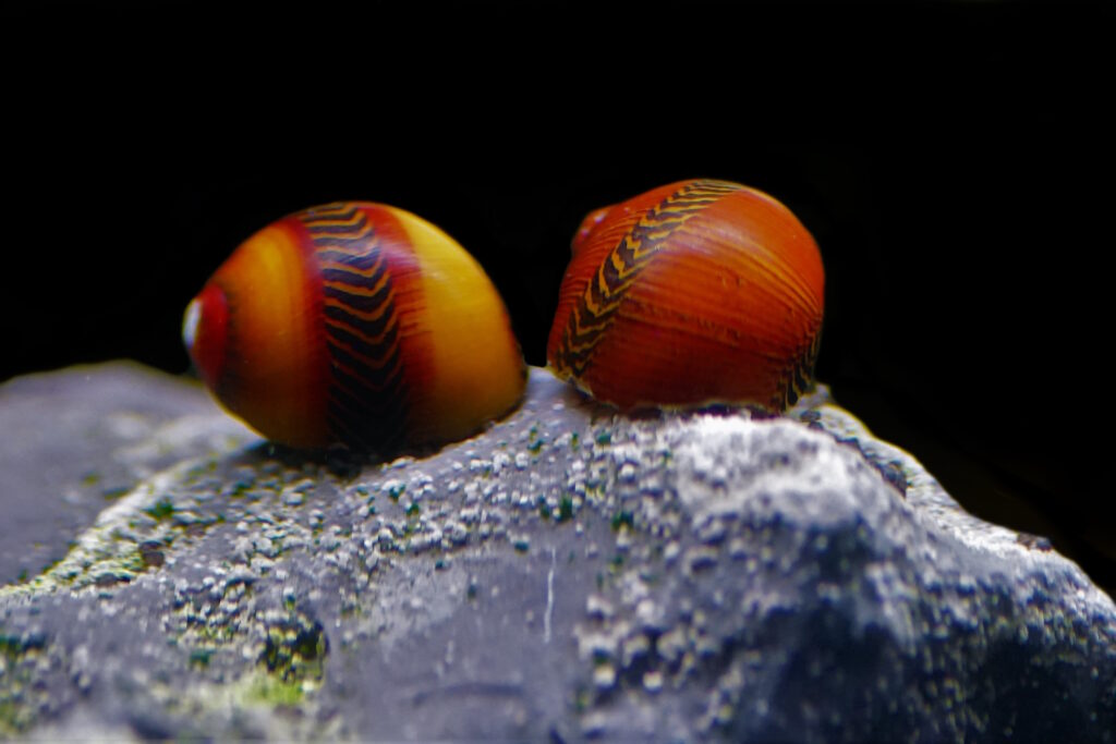 Neritina waigiensis red - Rote Rennschnecke - Fishtopia