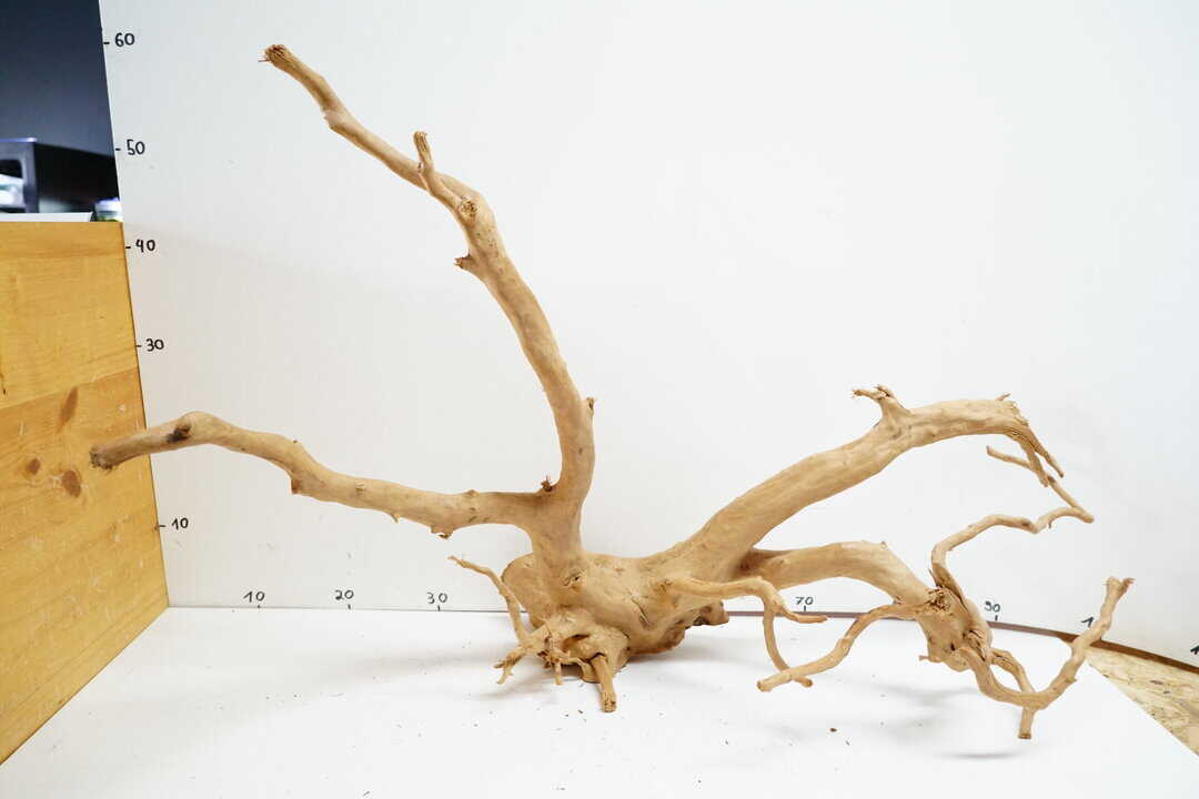 Moorwurzel 1 - Fishtopia